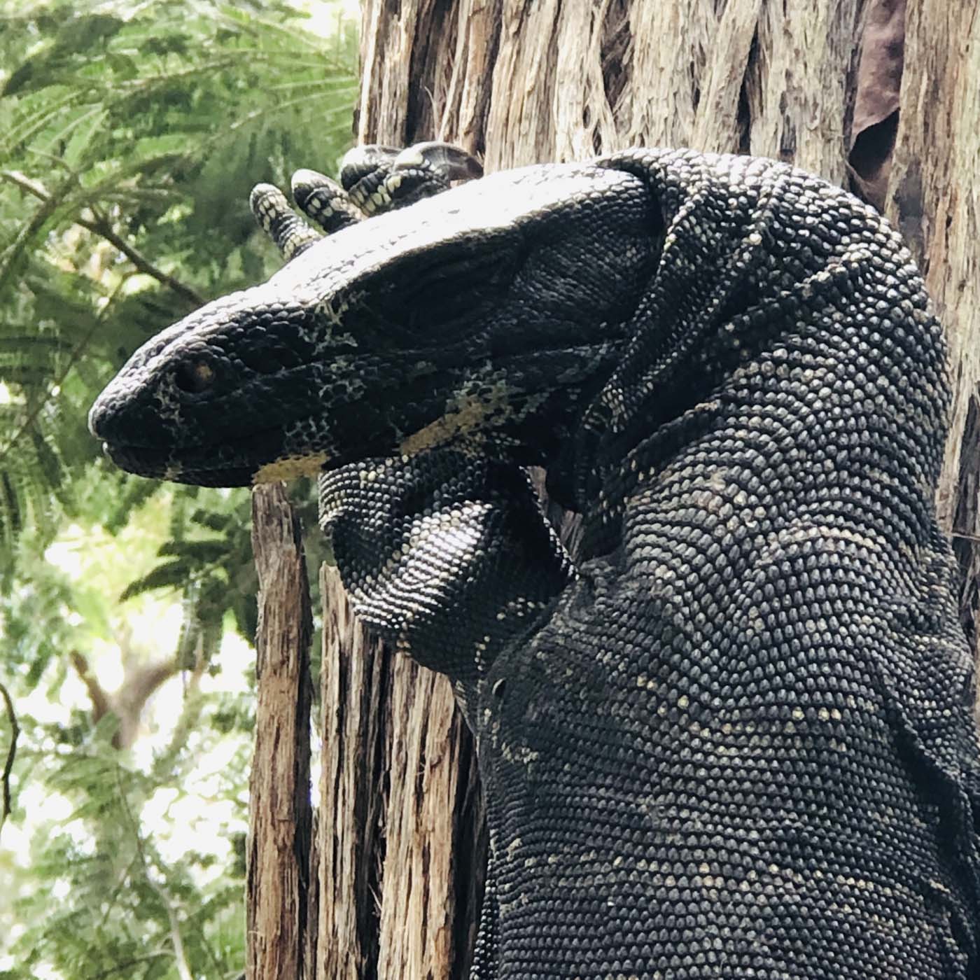 Noojee Trestle Bridge Rail Trail Walk (3km) - Gippsland, VIC